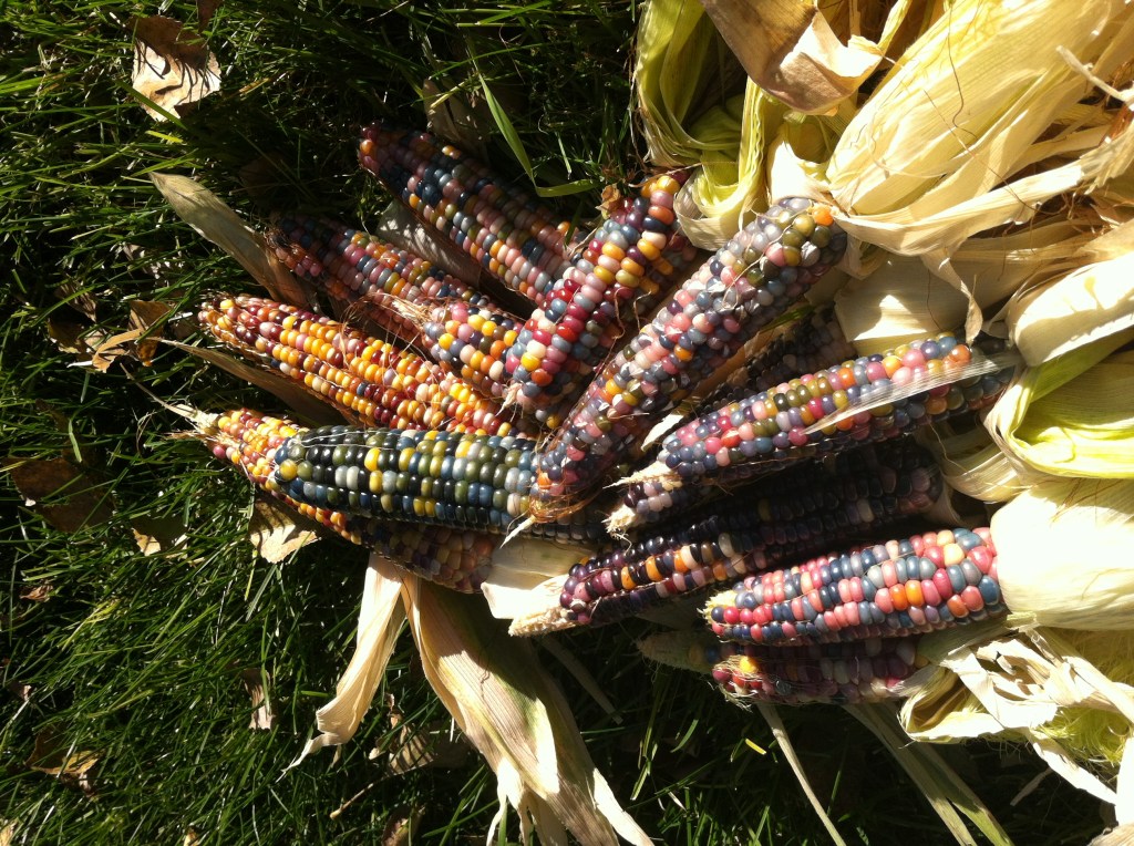 Glass Gem Corn Grinding Day – Pachamama's Beautiful Food